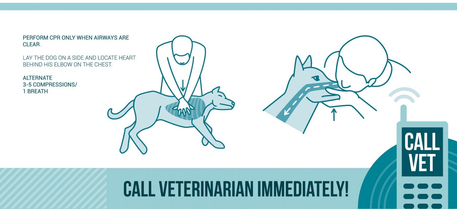 Cardiopulmonary Resuscitation: How To Perform Cpr On Dogs