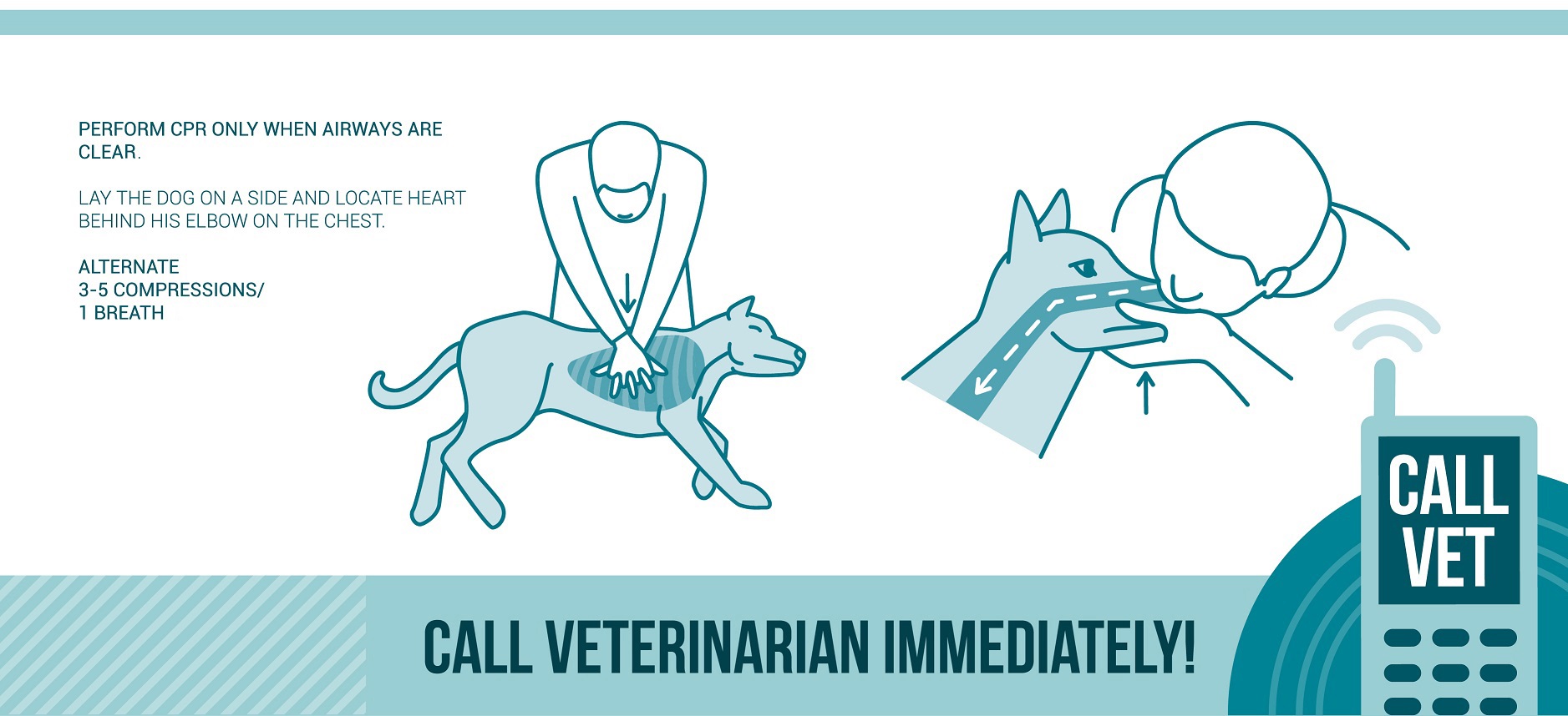 Cardiopulmonary Resuscitation: How To Perform Cpr On Dogs